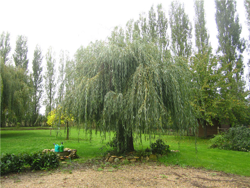 The story of our life returning to England from Braye-sous-Faye ...