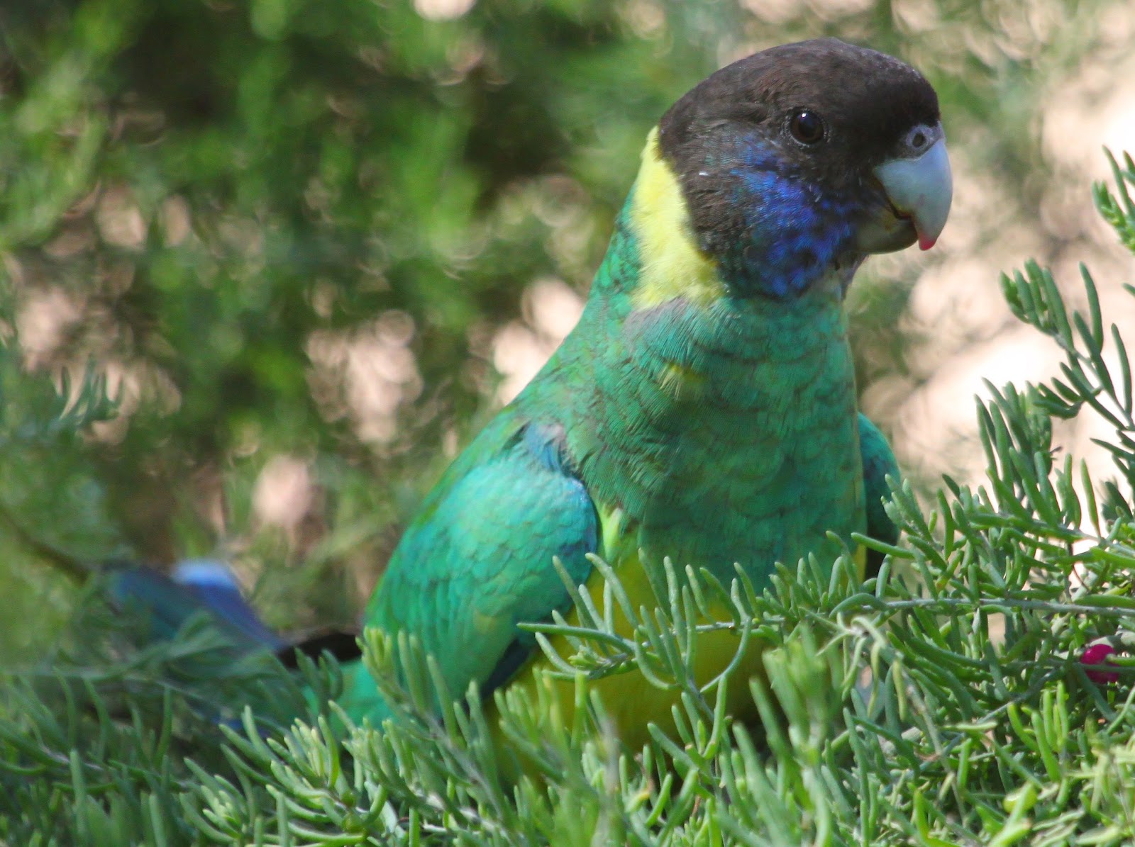 Richard Waring's Birds of Australia: Australian Ringneck - photos