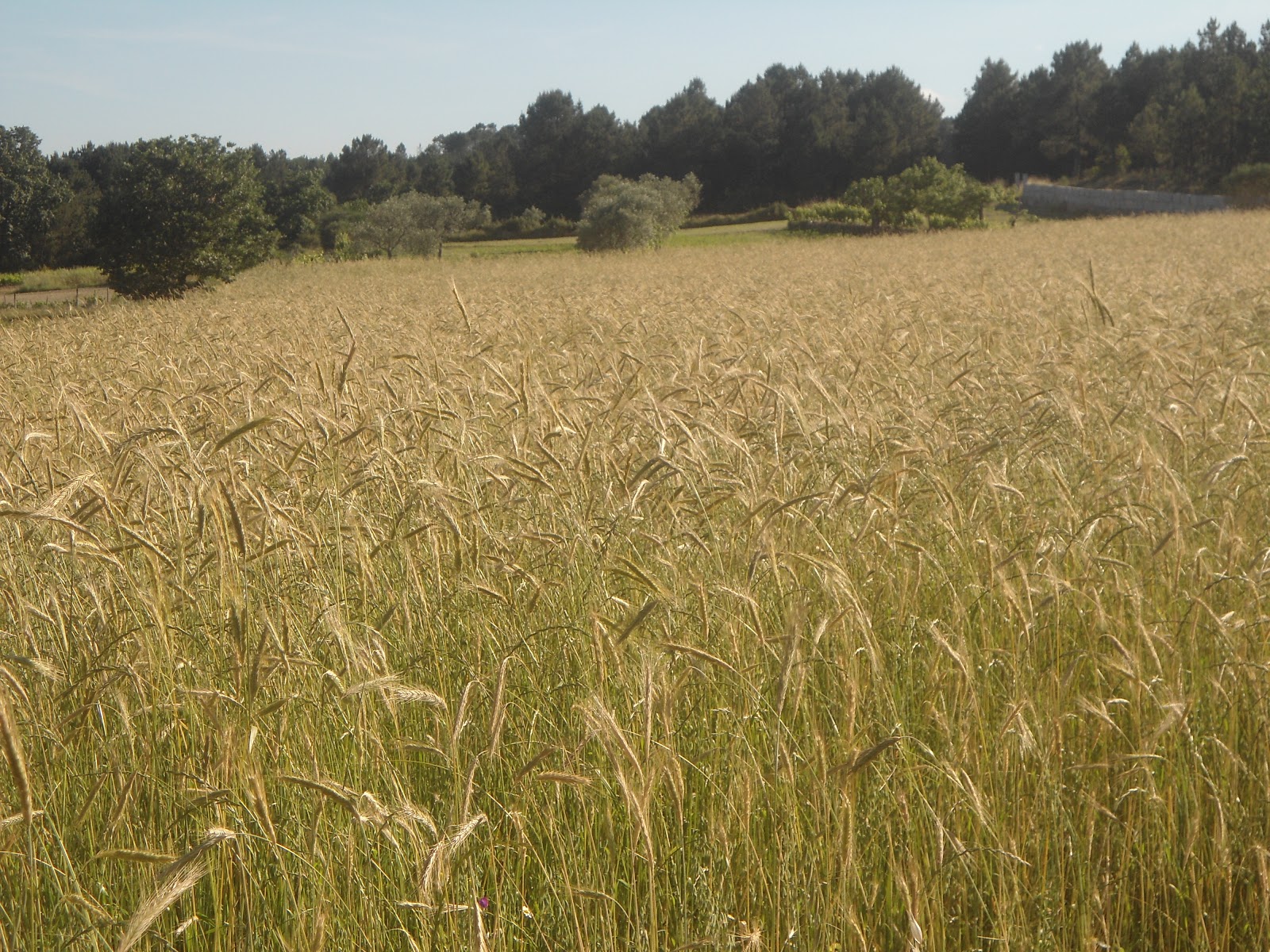 BlogDosForninhenses: Tempo de Ceifas