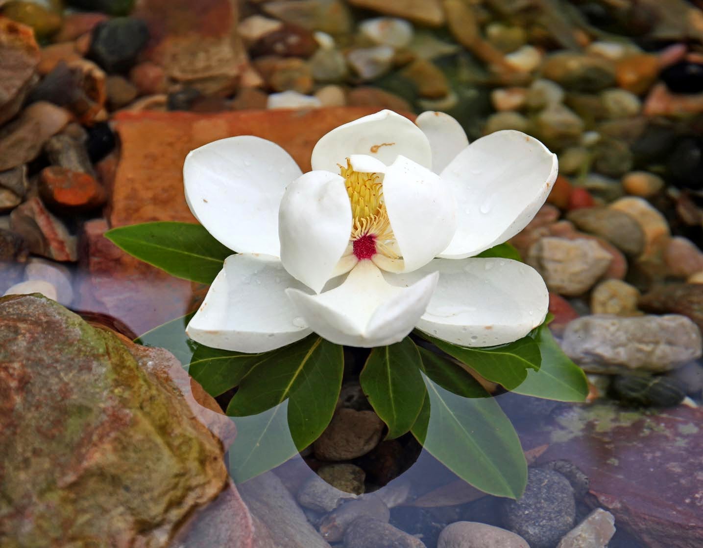 Southern Lagniappe: Magnolia on the Rocks