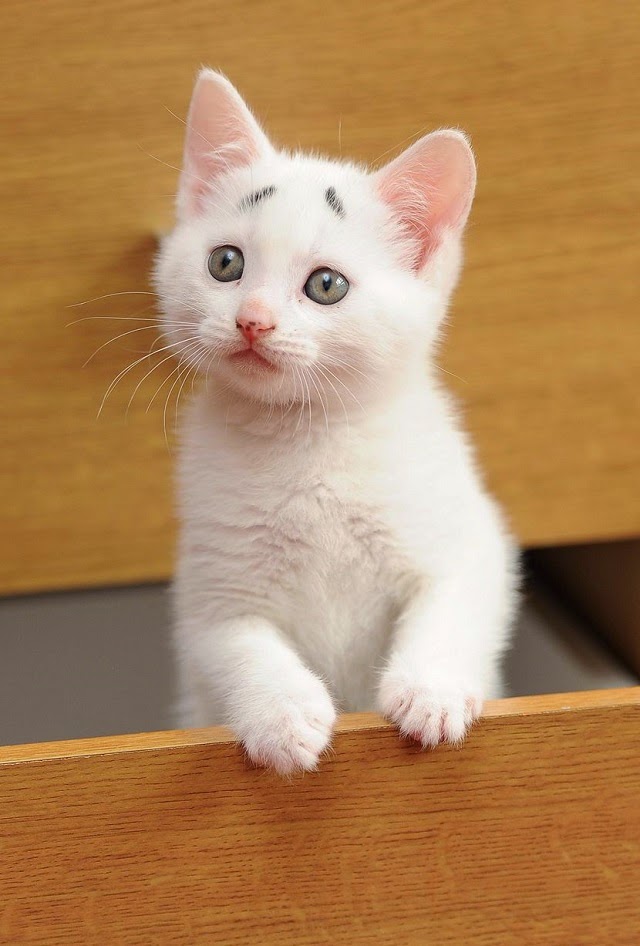 Conozca a "Gary" el gatito con unas cejas que lo hacen parecer siempre ...