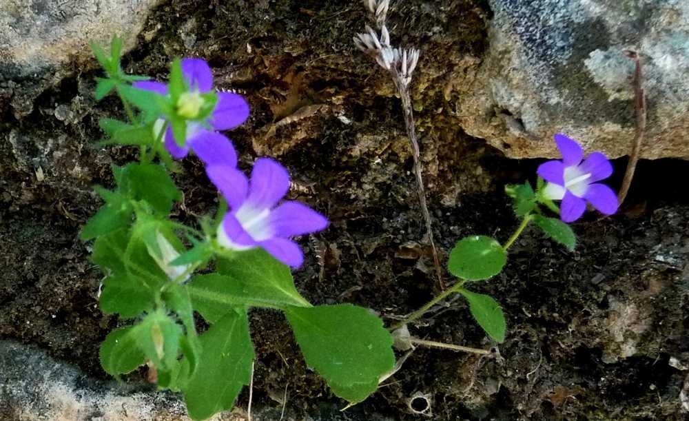 r o b i n 's y a r d: More bellflowers