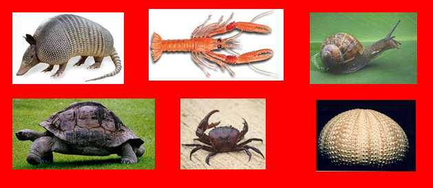 Meet Your Universe - Descubre Tu Universo: ¿De qué están cubiertos los ...