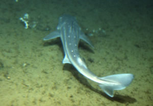 Spiny Dogfish