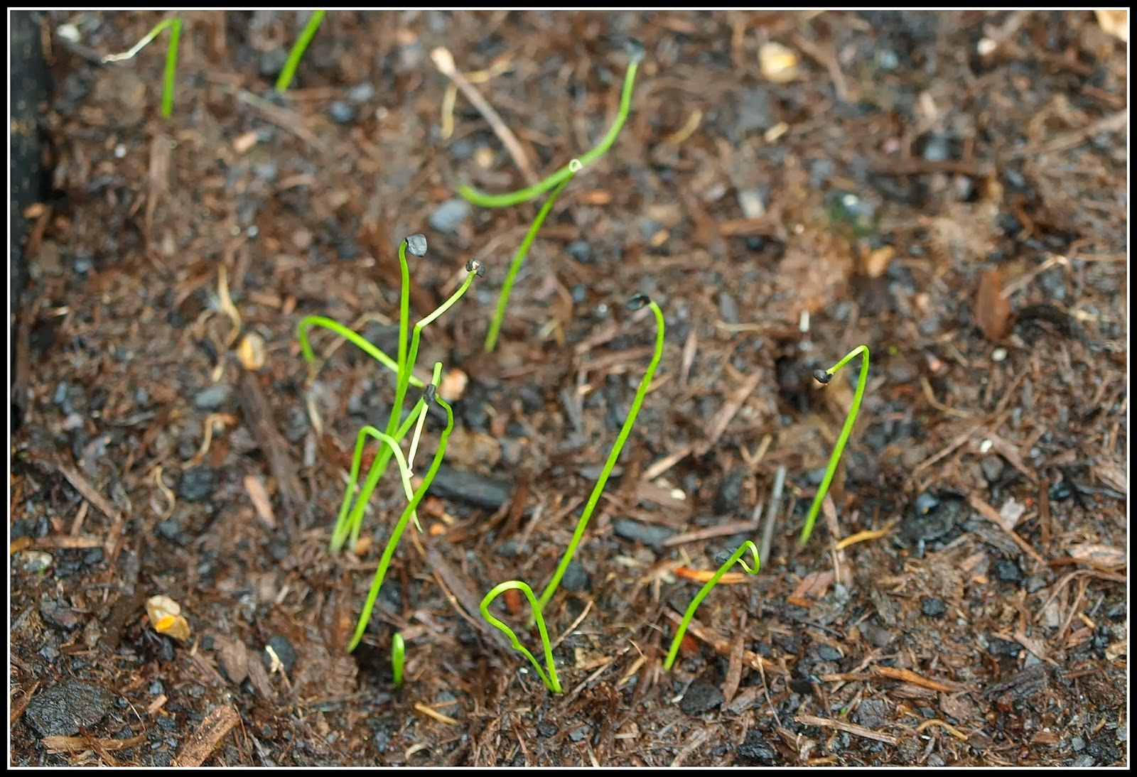Mark's Veg Plot: Spring Onion "Perverse"