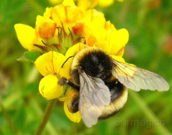 La historia de tres moscardones ( a Fernandito)
