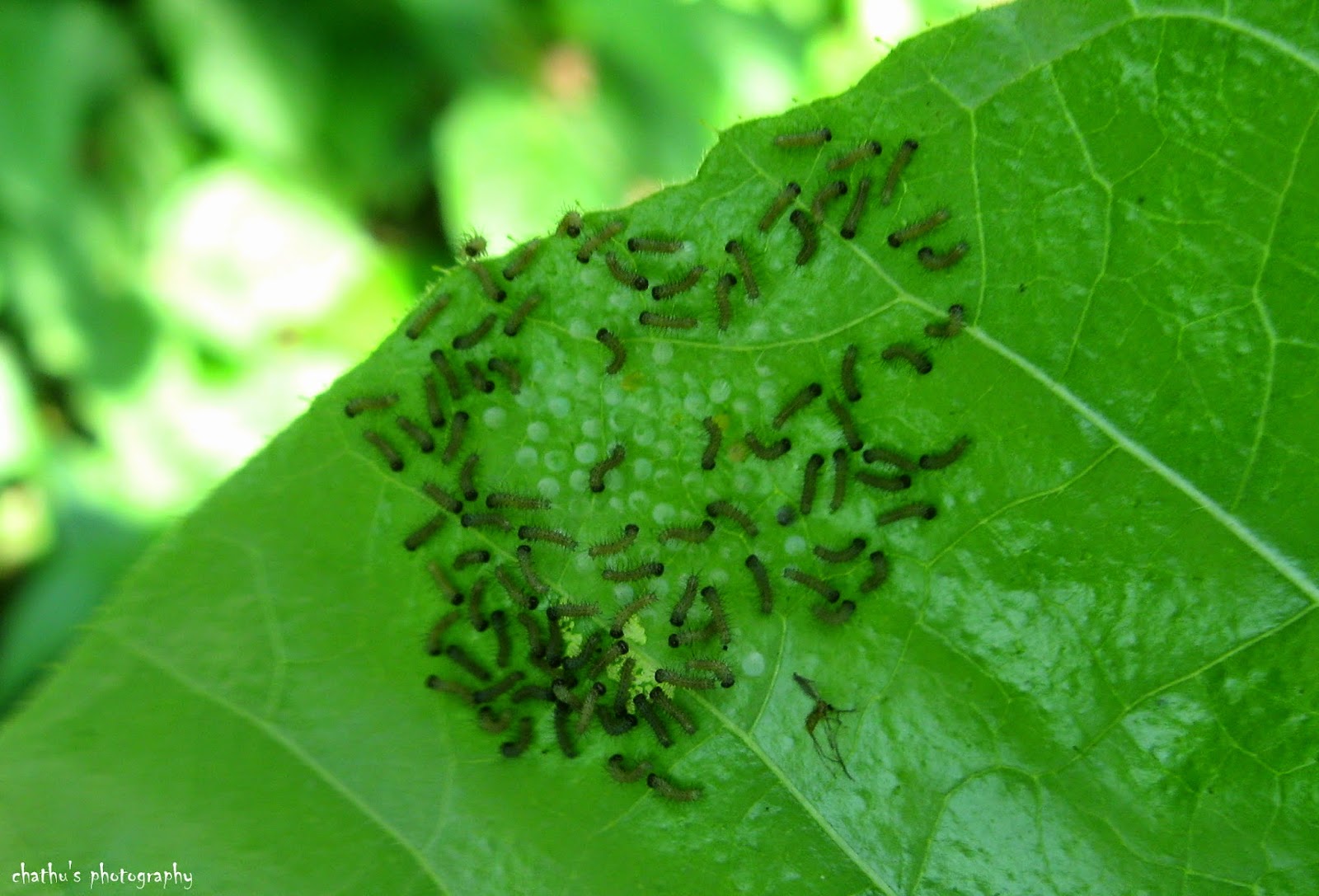 Nature Of Srilanka: Tawny Coster (Acraea violae) - වියෝලා