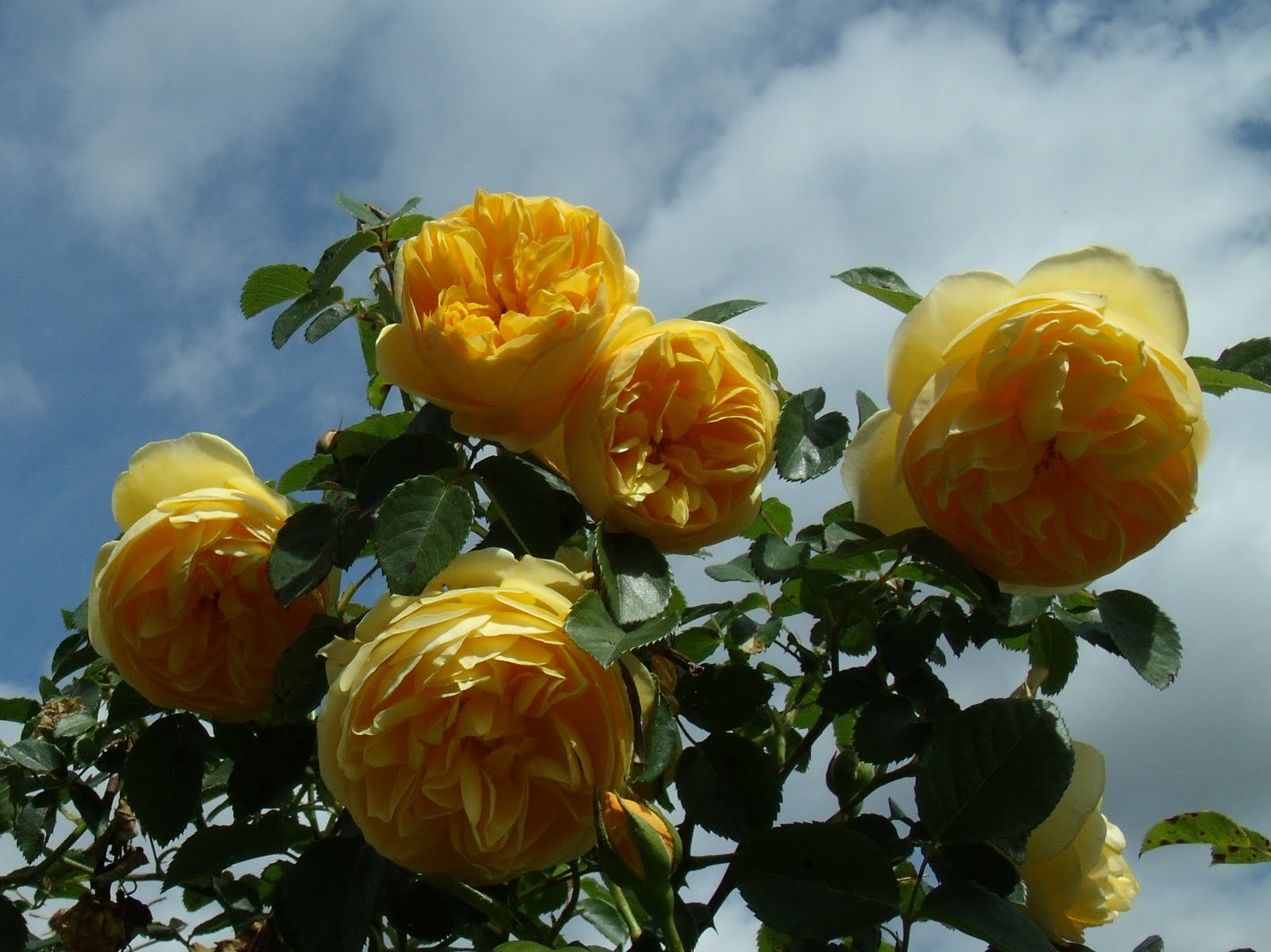 "Eurimbla" Roses: Golden Celebration