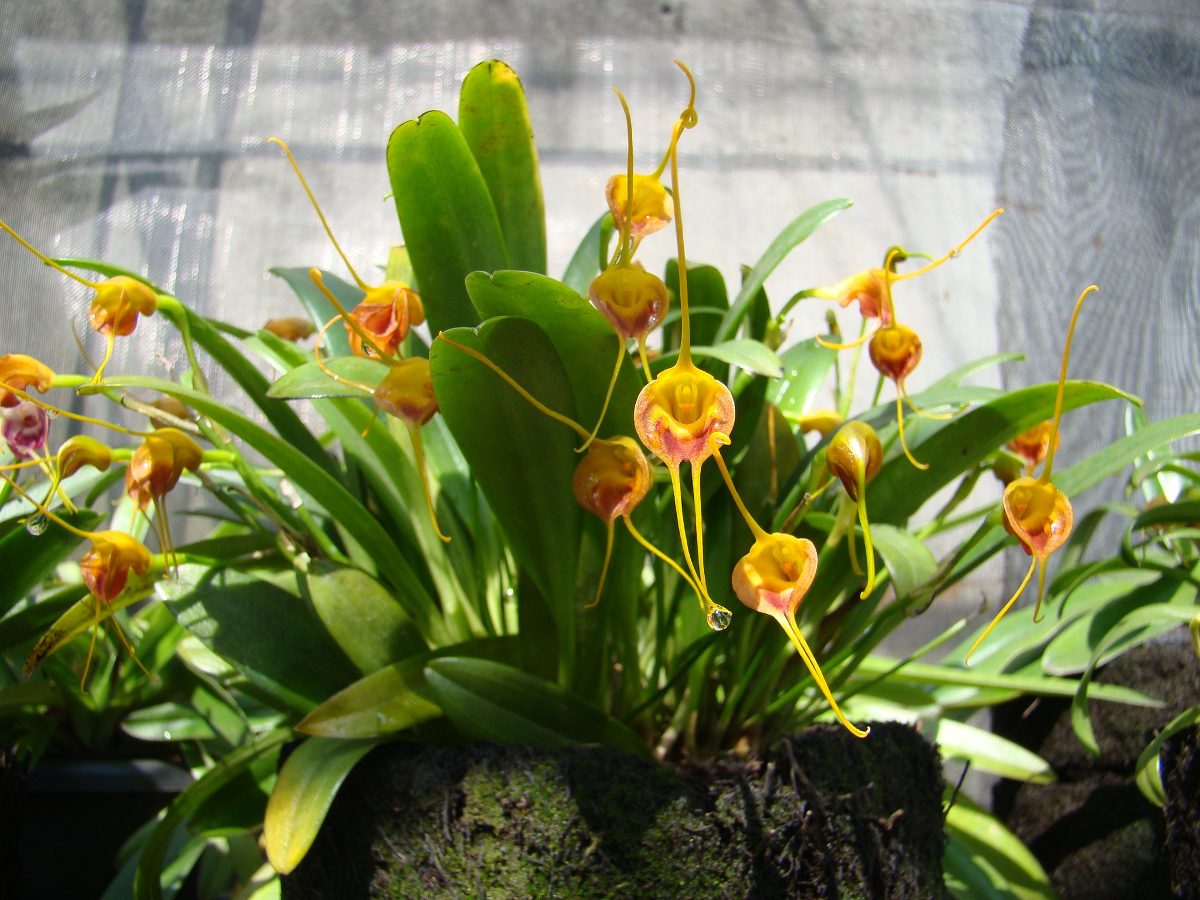 Masdevallia infracta care and culture | Travaldo's blog