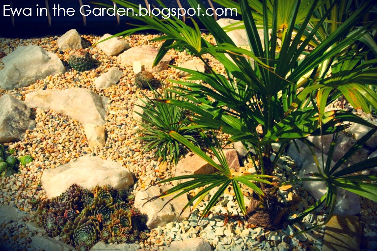 Ewa in the Garden: 8 photos of impossible cactus gardening outdoor in ...