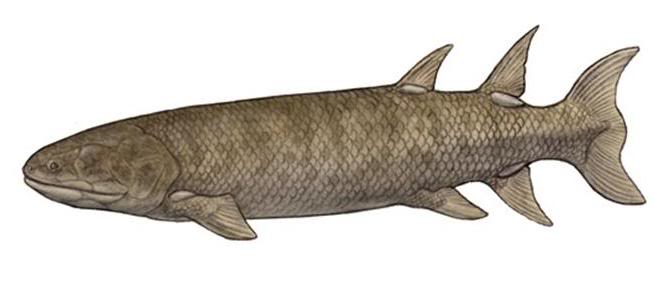 Los animales en la prehistoria: Animales prehistóricos con la letra H