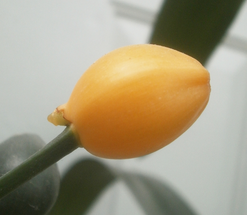 Plants are the Strangest People: Random plant event: Clivia 'Aztec Gold'