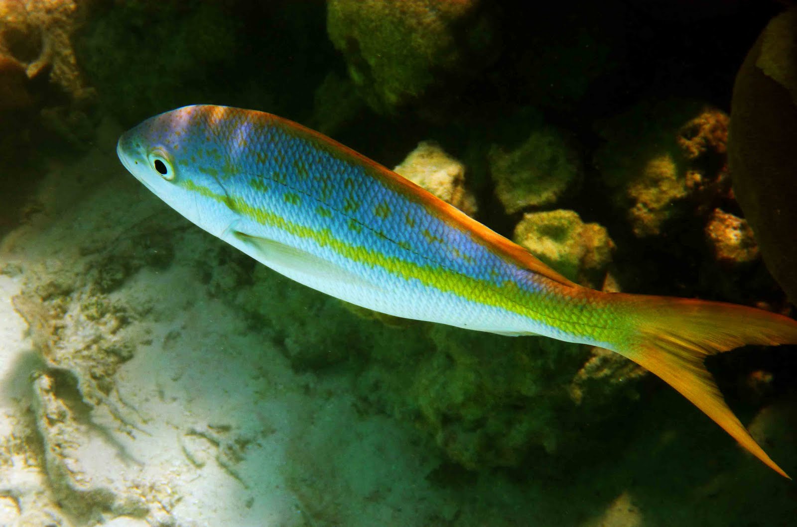 Together on the World!: Por fin los Roques!