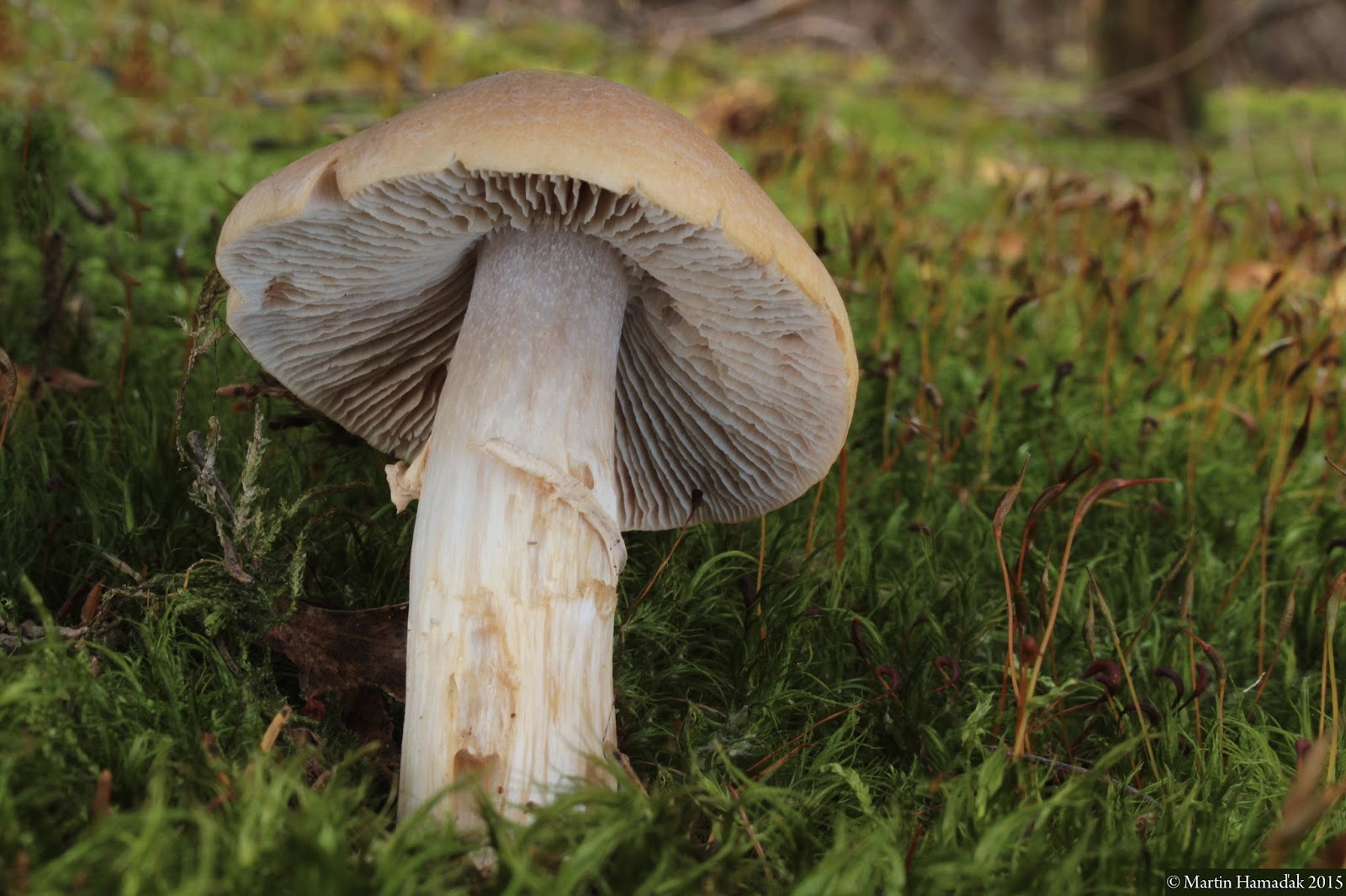 Martin Hamadak - Fotogalerie: Sluka svraskalá - Cortinarius caperatus