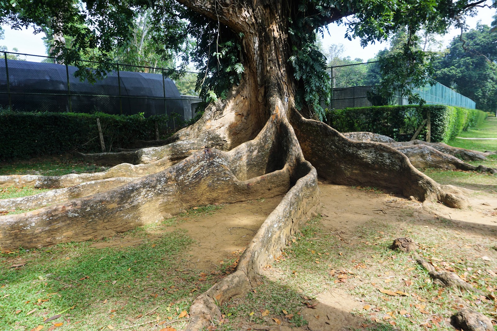 Souvenir Chronicles: SRI LANKA: ROYAL BOTANICAL GARDENS IN PERADENIYA