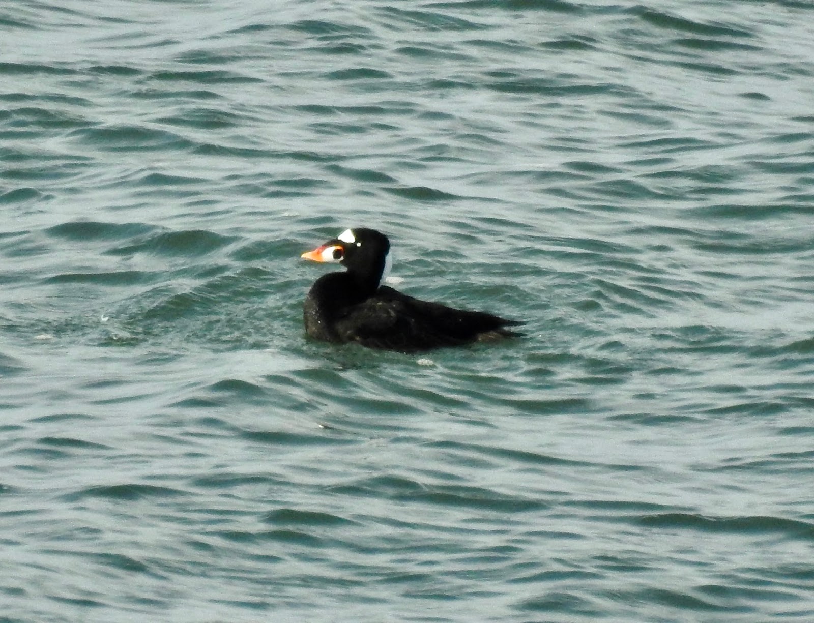 Bev's Nature Blog: Point Lepreau Bird Observatory