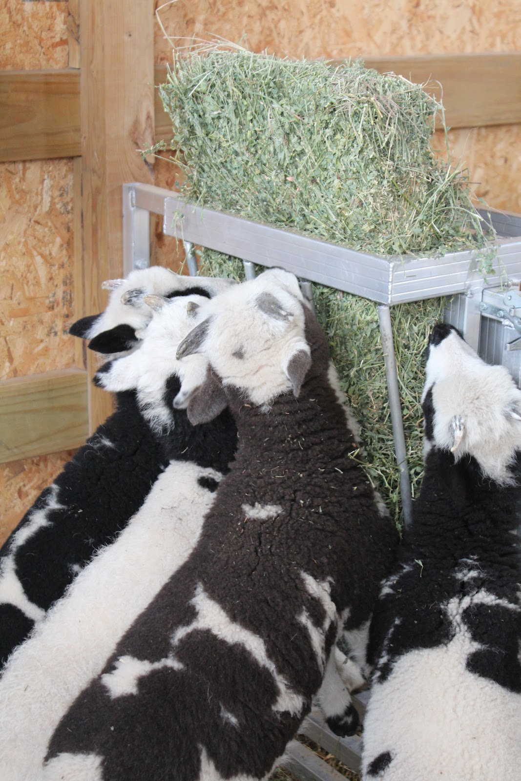 Lamb Creep Gate & Lamb Races