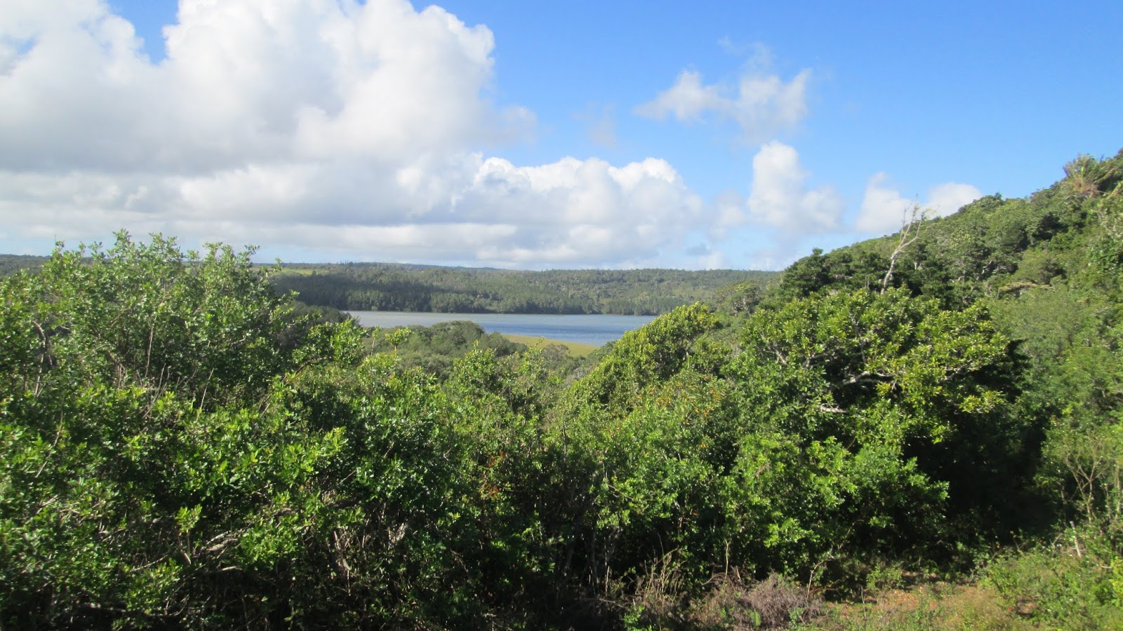 FORESTRY IN MAURITIUS: NATIONAL FOREST