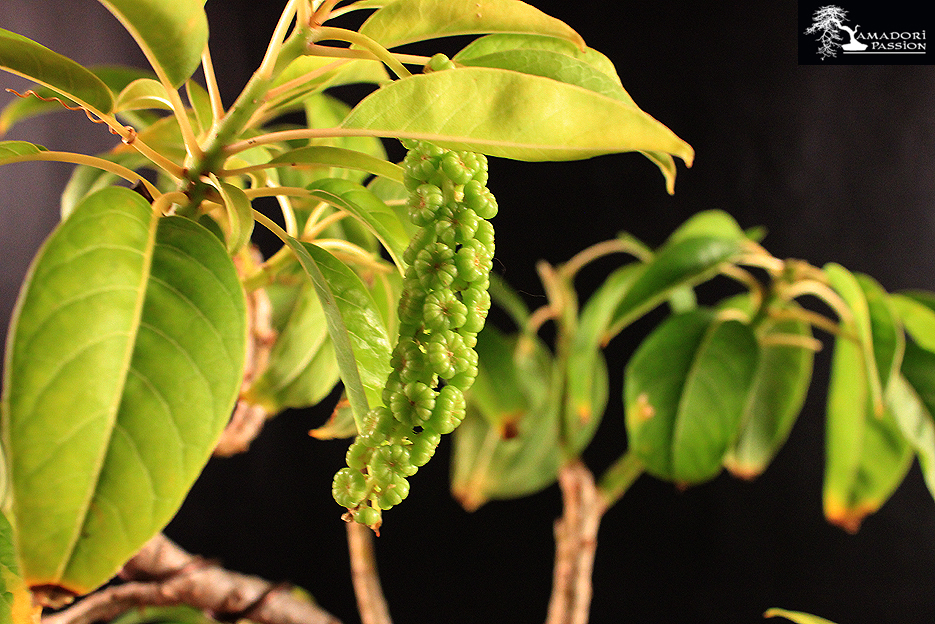 Yamadori Passion: Ombú, Umbú, Ombú. (Phytolacca Dioica L.) (III)