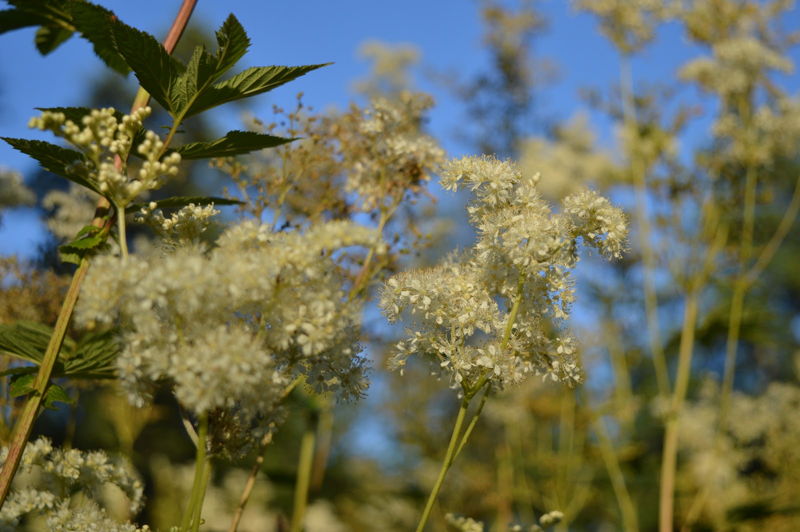 Viikonloppukokki: Mesiangervolla maustettu créme brûlée