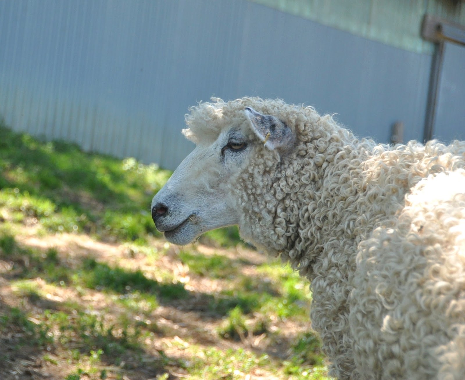 Knee Deep in Sheep: Sheep Shots
