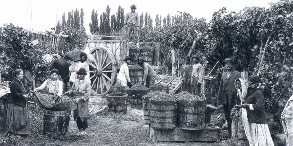 INGENIERÍA QUÍMICA Y LA INDUSTRIA VINICOLA: HISTORIA DEL VINO