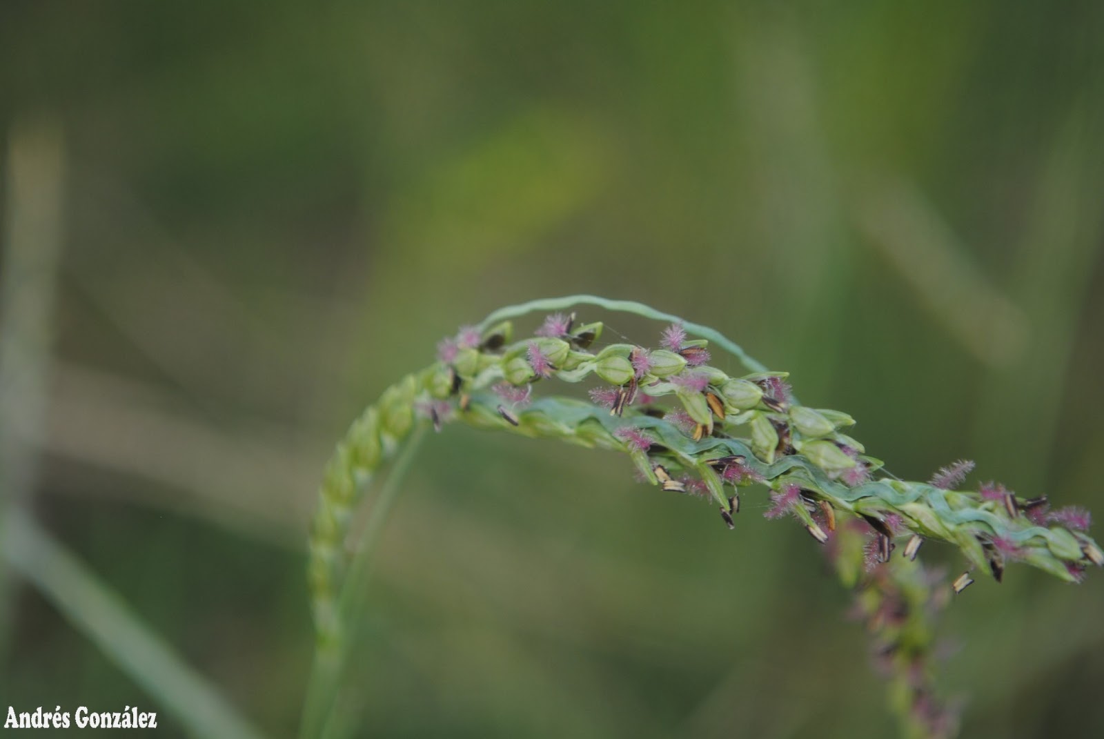 FOTOS DE FLORA NATIVA Y ADVENTICIAS DE URUGUAY : Paspalum lepton. Poaceae