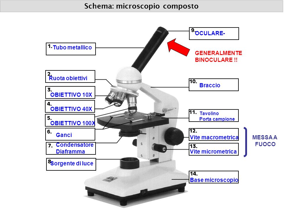 Microscopio Ottico Composto