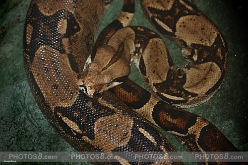 Photos of Boa Snake