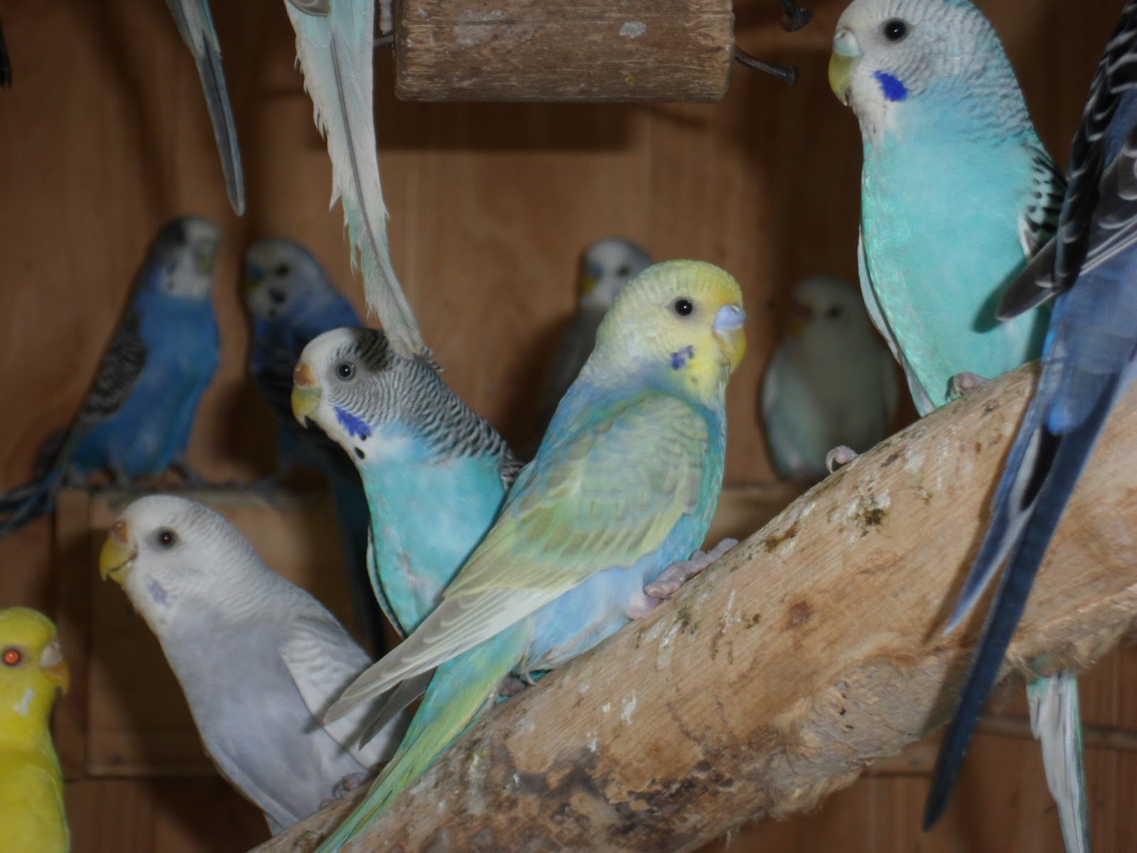 Criadero Cotorras Australianas: Estos Son De Julio Que Ya Son Adulto