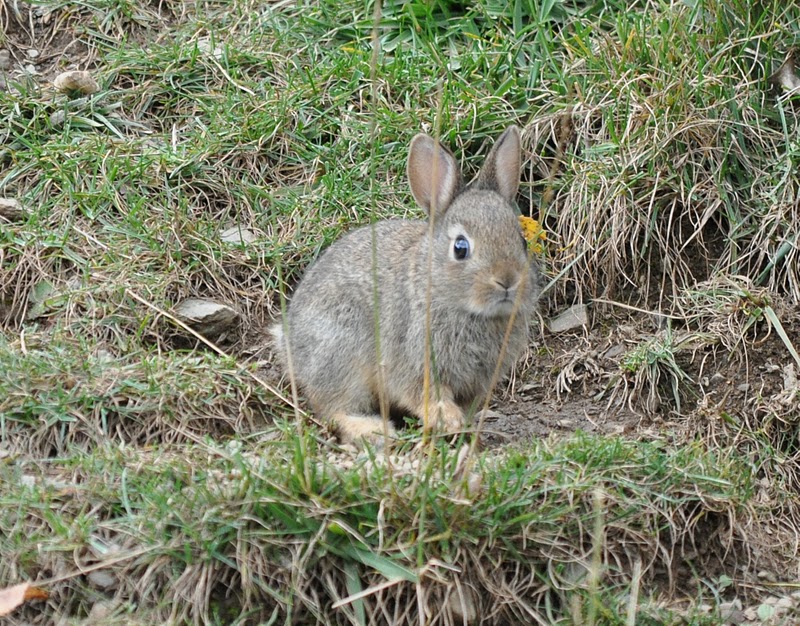 ZOOTOGRAFIANDO (MI COLECCIÓN DE FOTOS DE ANIMALES): CONEJO COMÚN ...
