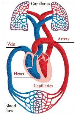 Body Anatomy: WHAT MAKE YOUR BLOOD FLOW