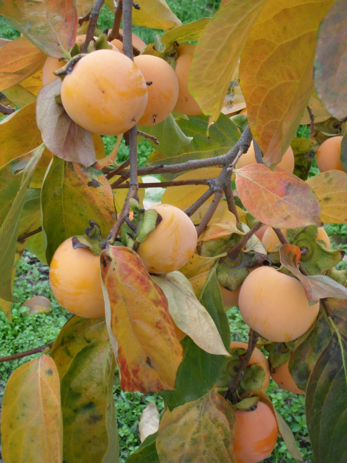 Terra dos CÃES: Manuel dos Reis Grilo