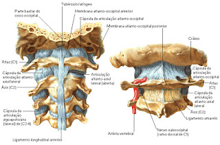Principales articulaciones sinoviales o diartrosis: Articulaciones ...