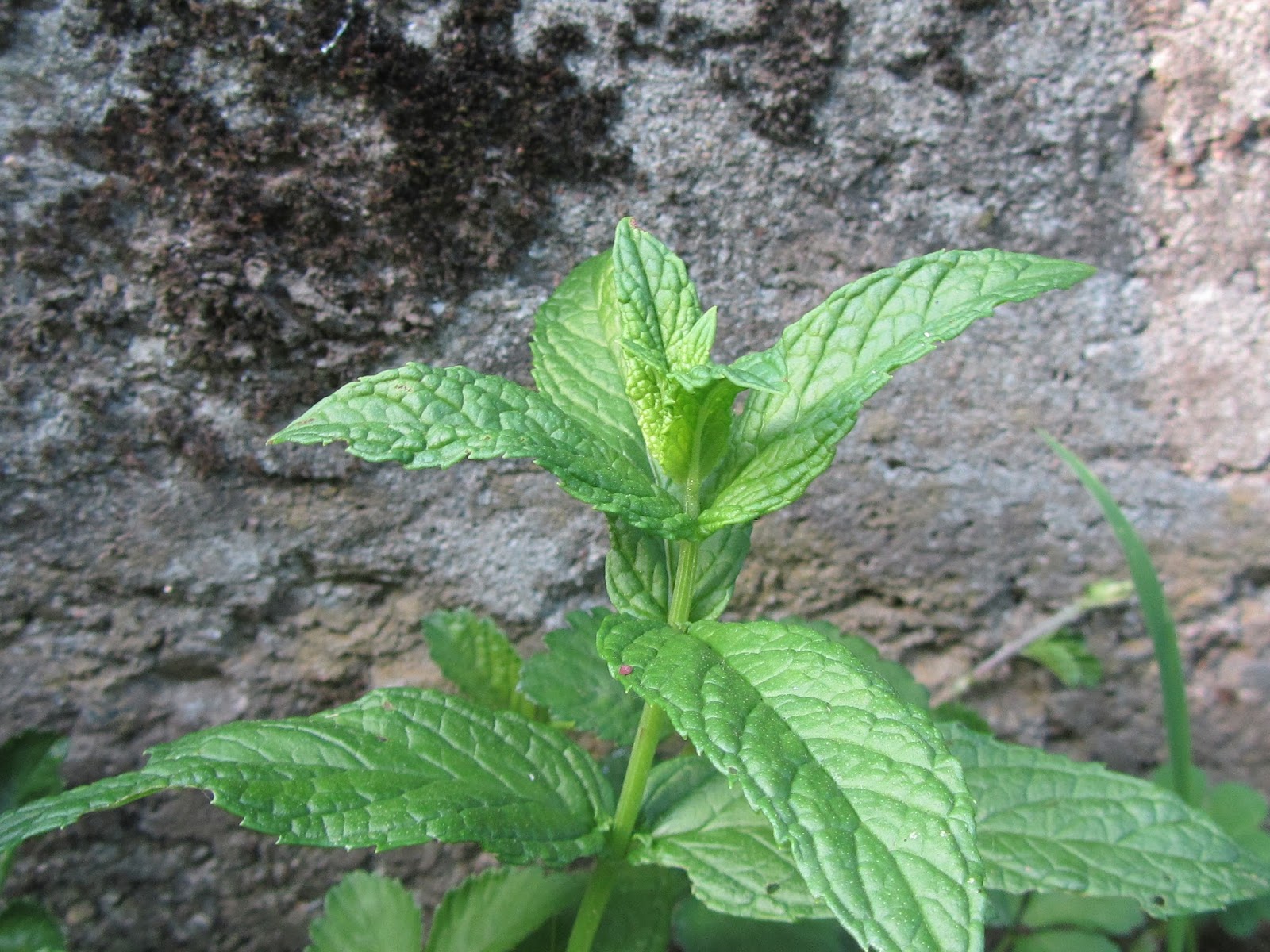 Qual è la Pianta della Menta? Come si Coltiva? | Il Gusto Della Natura