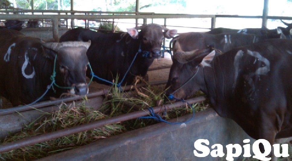 Pelestarian dan Pengembangan Sapi Bali - Mydokterhewan