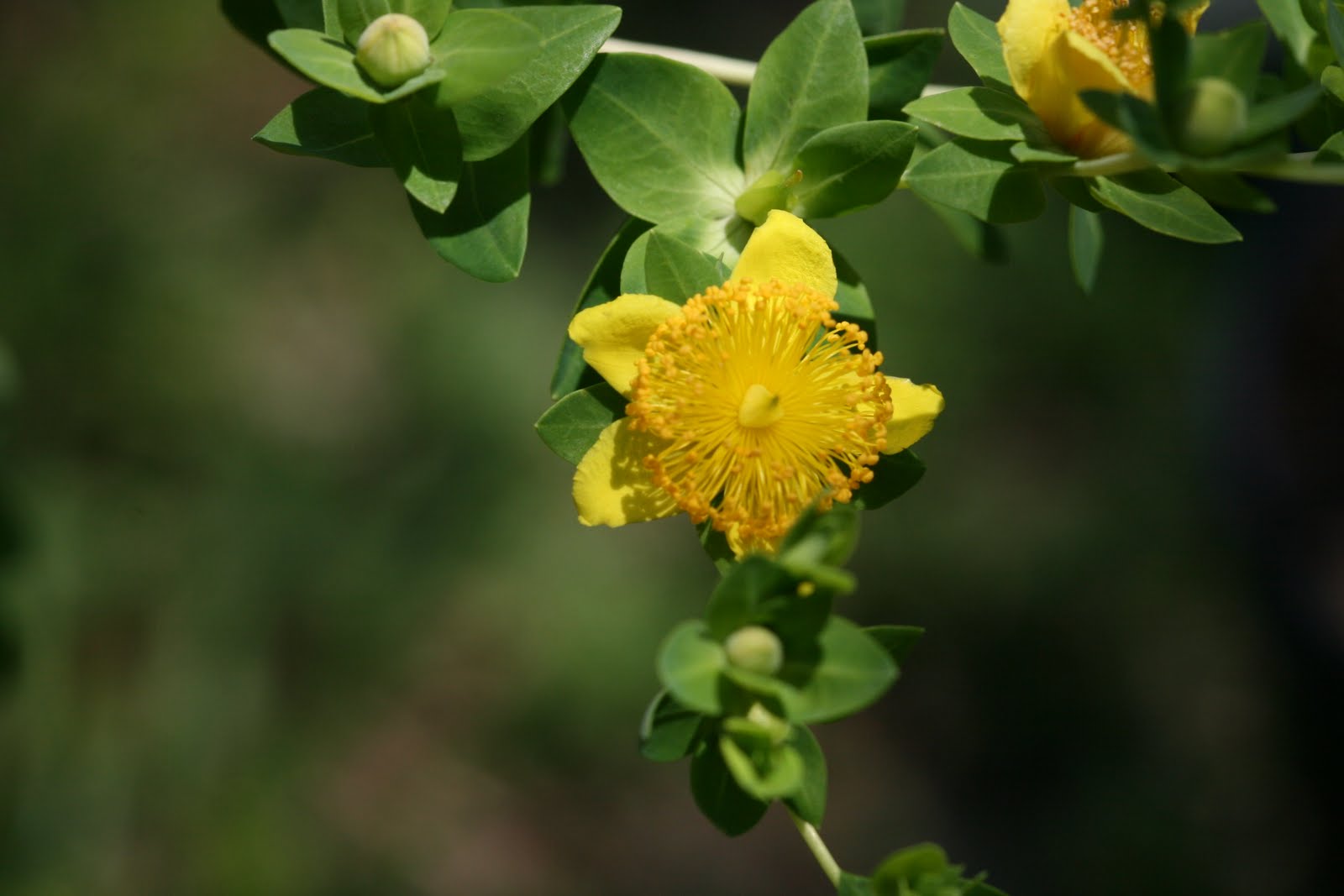 Native Florida Wildflowers: Myrtle-leaved St. John's-wort - Hypericum ...