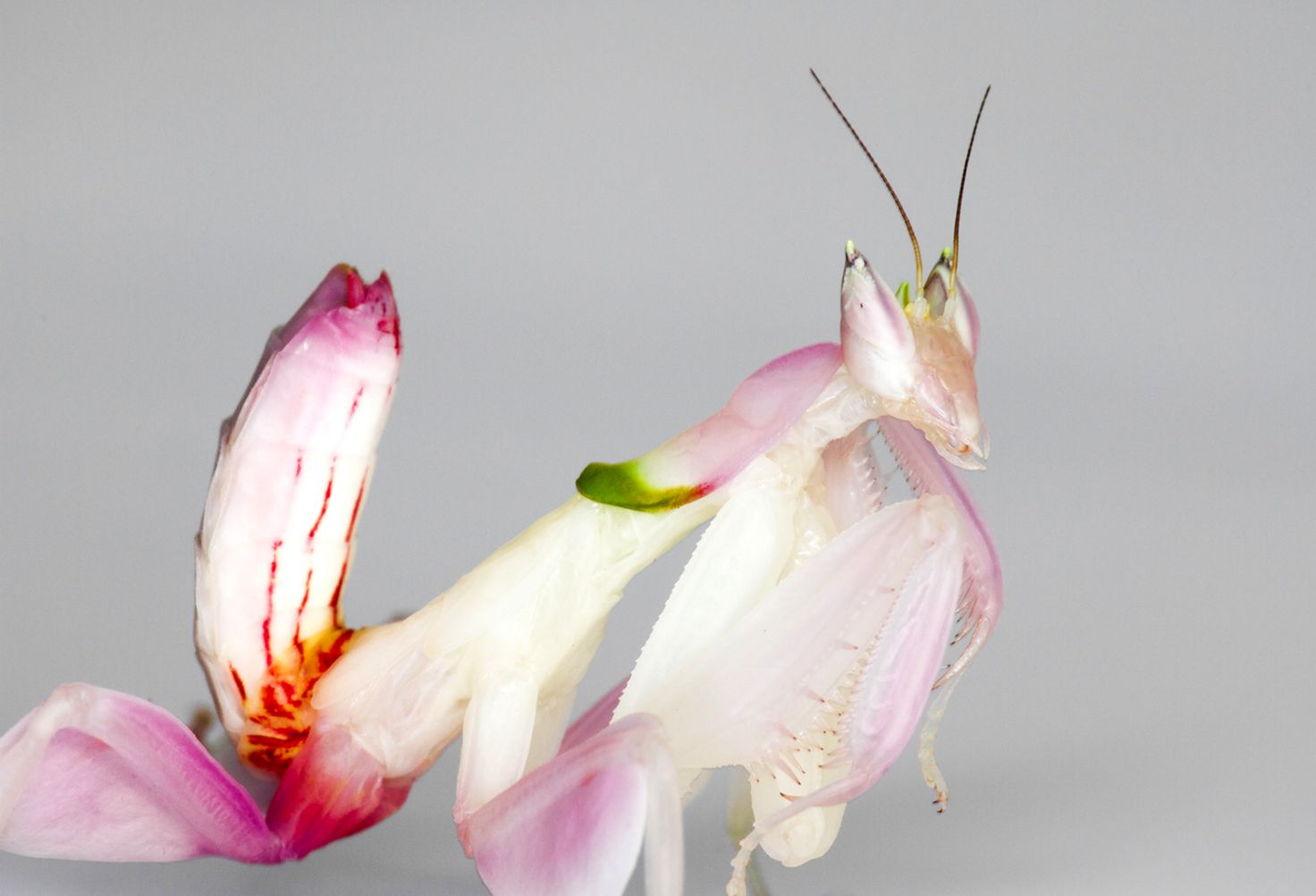 Orchid Praying Mantis | HD Wallpapers