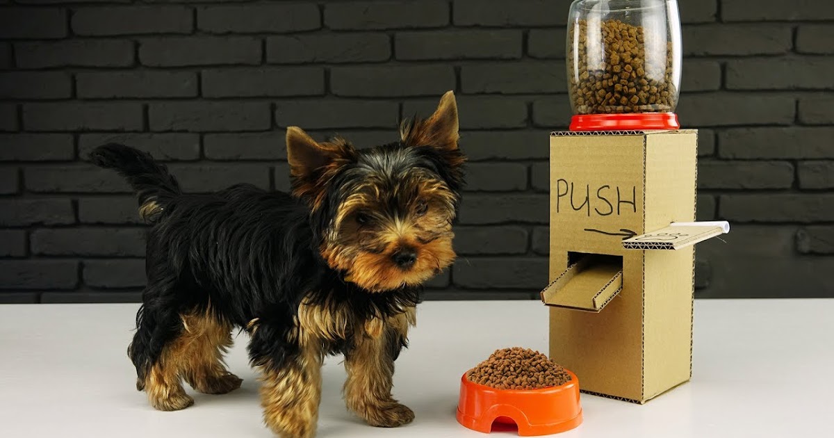 Dog Feeding Schedule How Many Times A Day Should I Feed My Dog 1 2 Dog Feeding Schedule How Many Times A Day Should I Feed My Dog 1 2