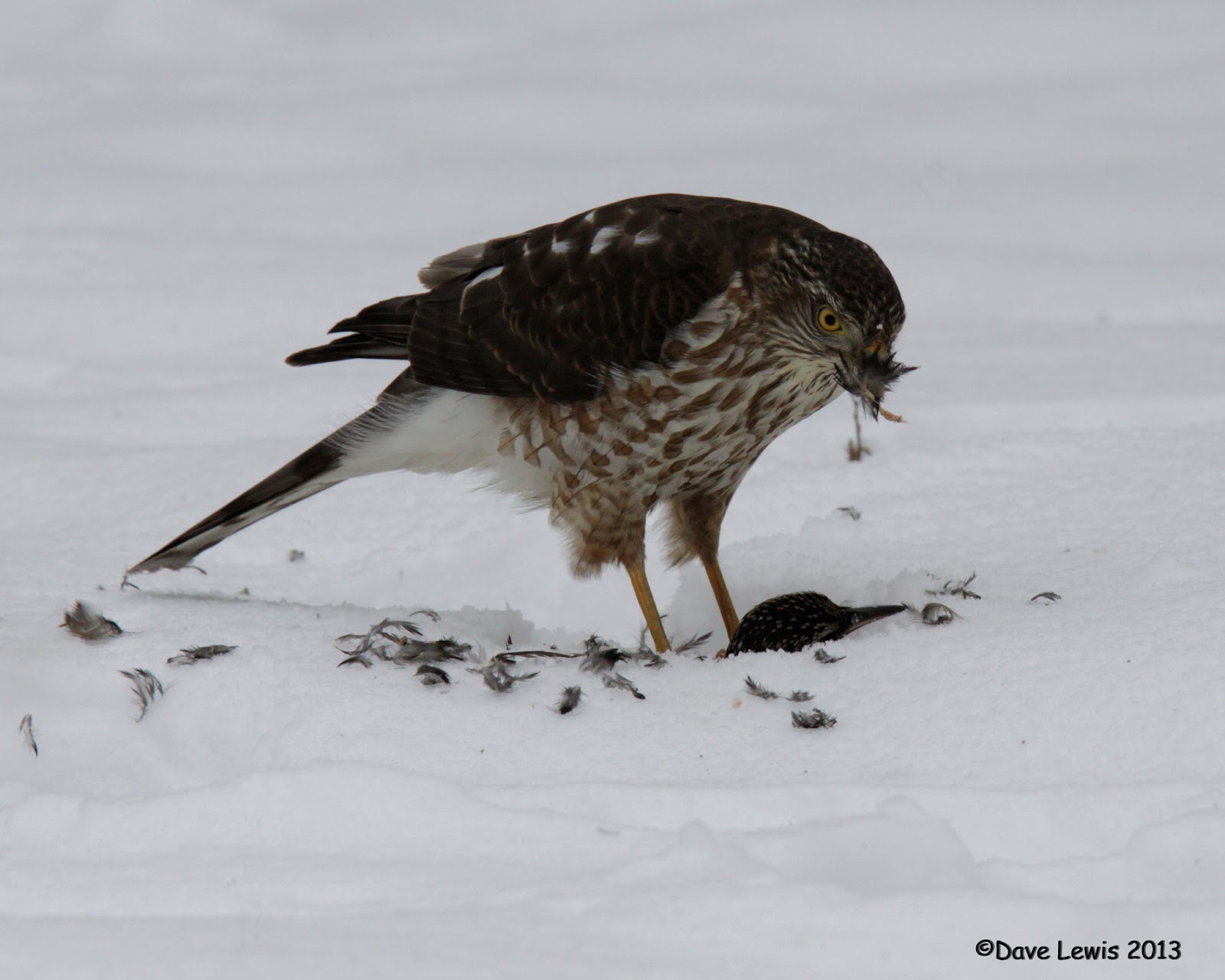 Birds from Behind : Unfeathered...