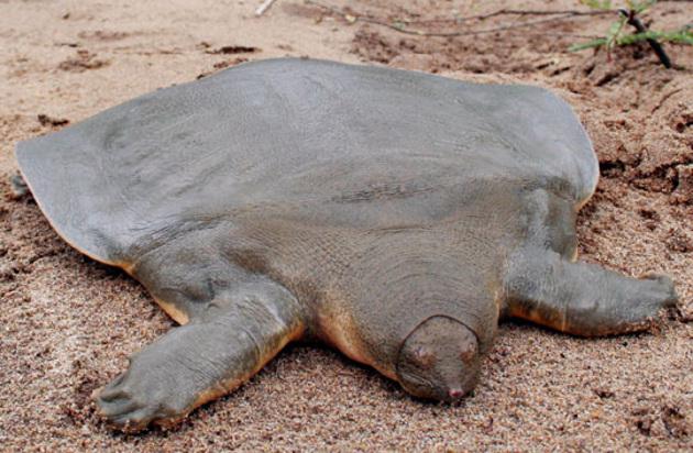 ANIMALS DESCONEGUTS: La tortuga de petxina tova