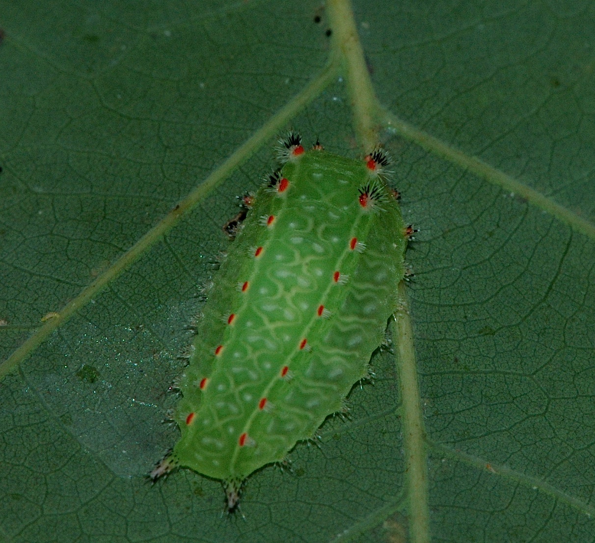 Field Biology in Southeastern Ohio: Stinging Slug Caterpillars, OUCH!!