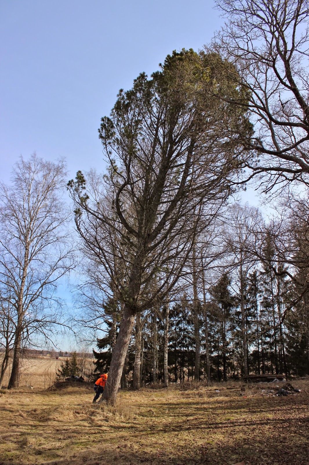 Kaikkea hyvää: Puu kaatuu!
