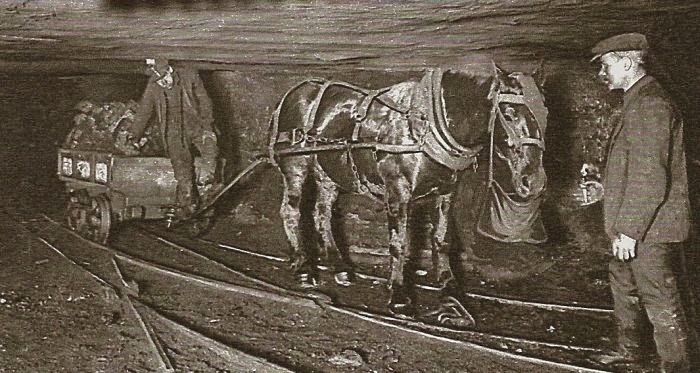 History of Geology: Bone and blood is the price of coal - Animals in Mines
