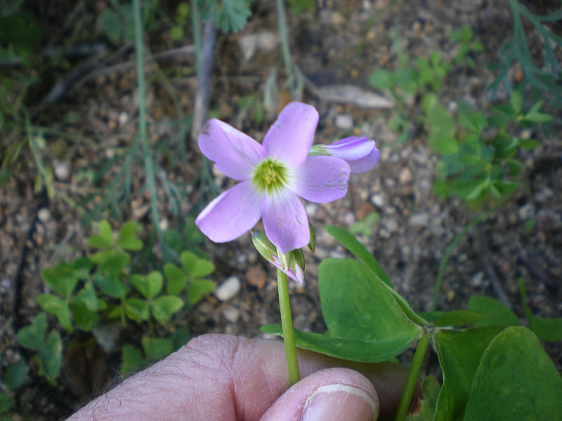HORTA À PORTA: OXALIS (ERVA AZEDA, AZEDINHA