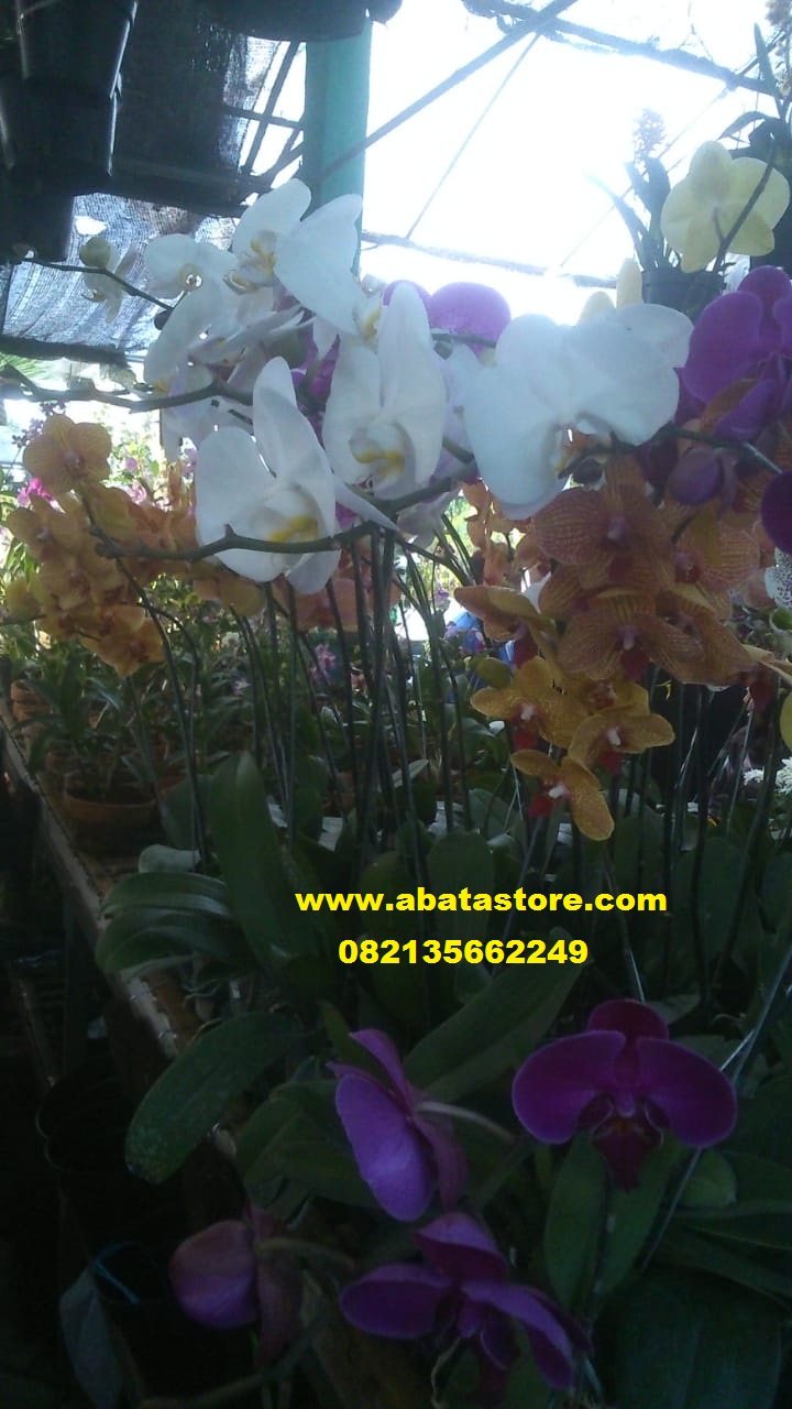 jual tanaman bunga anggrek bandung bayar setelah pohon sampai | jual ...