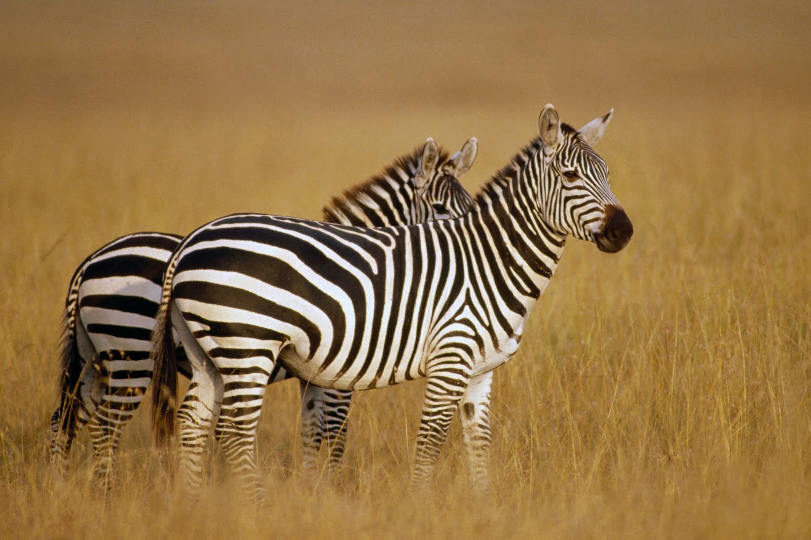 Zebras Lovely Hd Pictures/Wallpapers 2013 | Beautiful And Dangerous ...