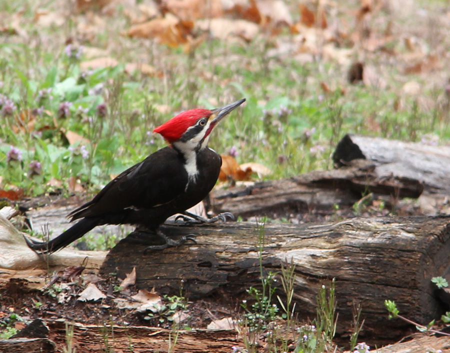 Vickie Henderson Art: Pileated Woodpecker--Ground Foraging