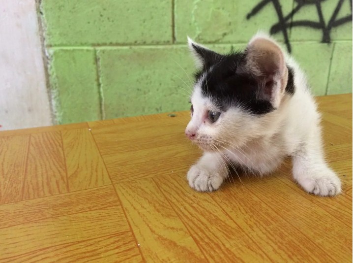 [DESA KUCING] Adopsi Kucing Gratis