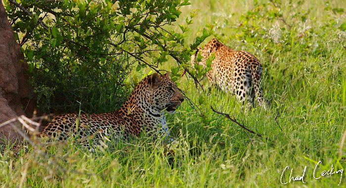 .: 6th January – Lovely Leap of Leopards